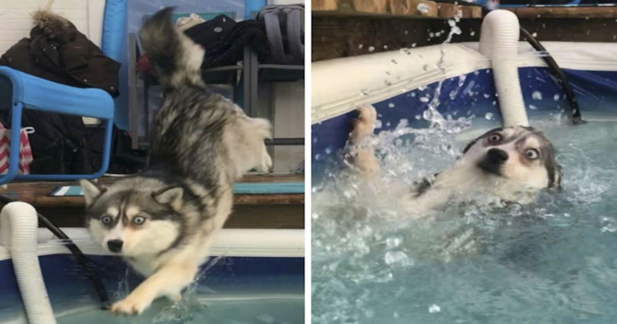 20 Hilarious Dogs That Will Make You Laugh - Small Joys 20 Hilarious Dogs That Will Make You Laugh - Small Joys