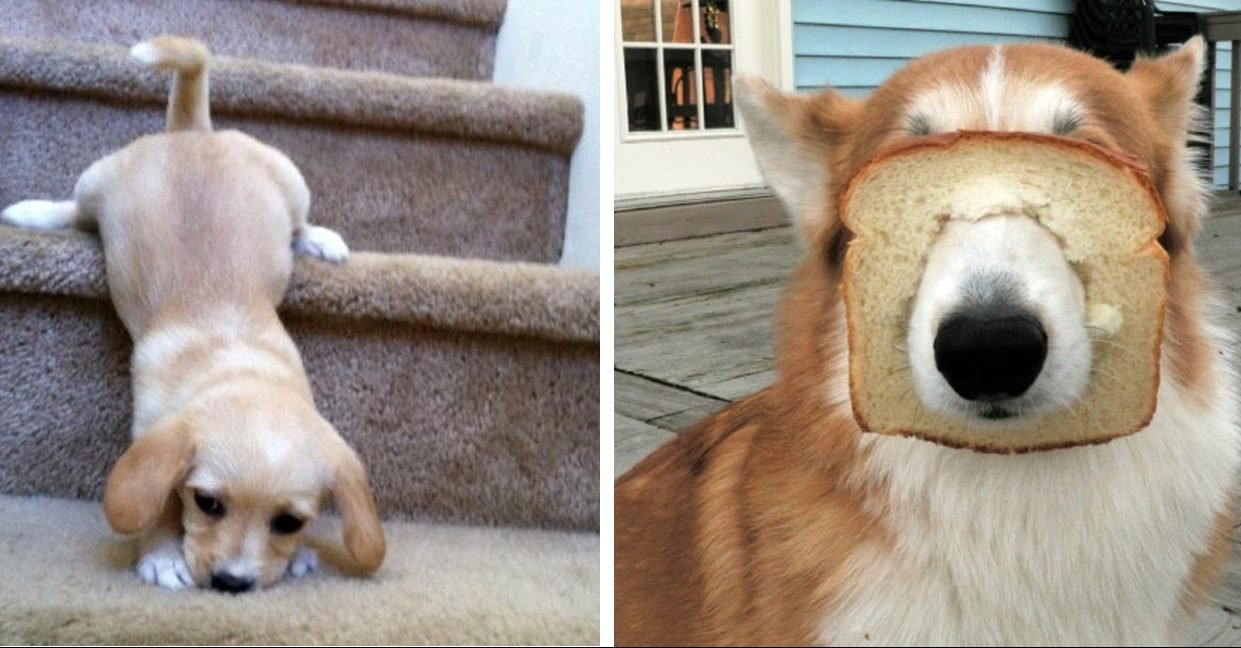 20 Hilarious Photos Of Clumsy Animals That Are Hard To Stop Laughing At Small Joys 20-hilarious-photos-of-clumsy-animals-that-are-hard-to-stop-laughing-at-small-joys