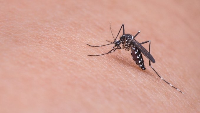 【閲覧注意】世界で最も危険で恐ろしい虫特集！遭遇したら、死を覚悟せよ… Hachibachi
