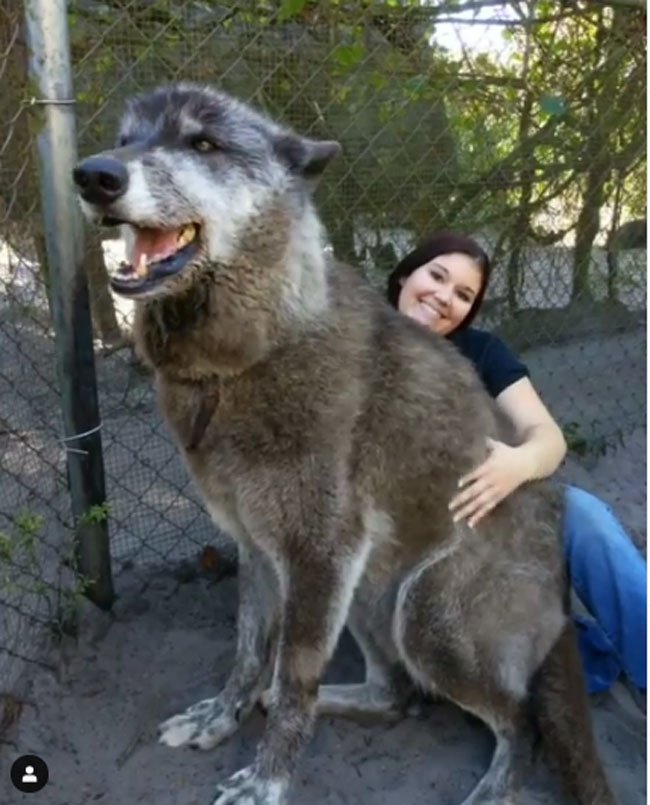 Giant Wolf Dog Named Yuki Is The Real-Life Game Of Thrones Dire Wolf ... Giant Wolf Dog Named Yuki Is The Real-Life Game Of Thrones Dire Wolf ...