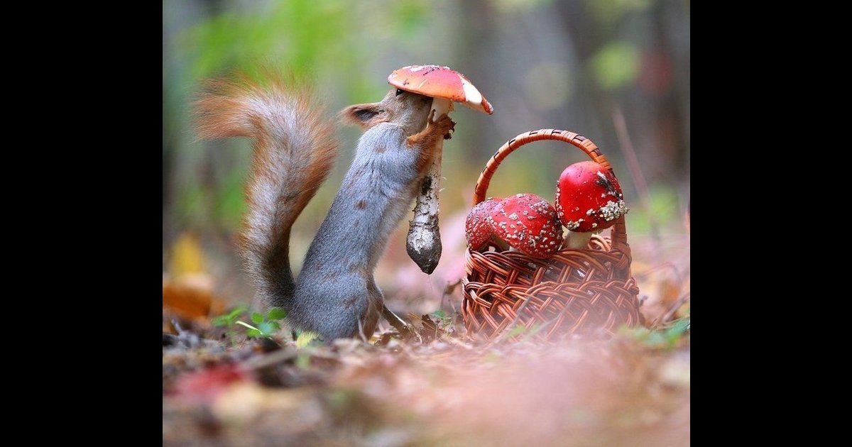 Ce photographe capture des photos incroyables d'écureuils - Vonjour Ce photographe capture des photos incroyables d'écureuils - Vonjour